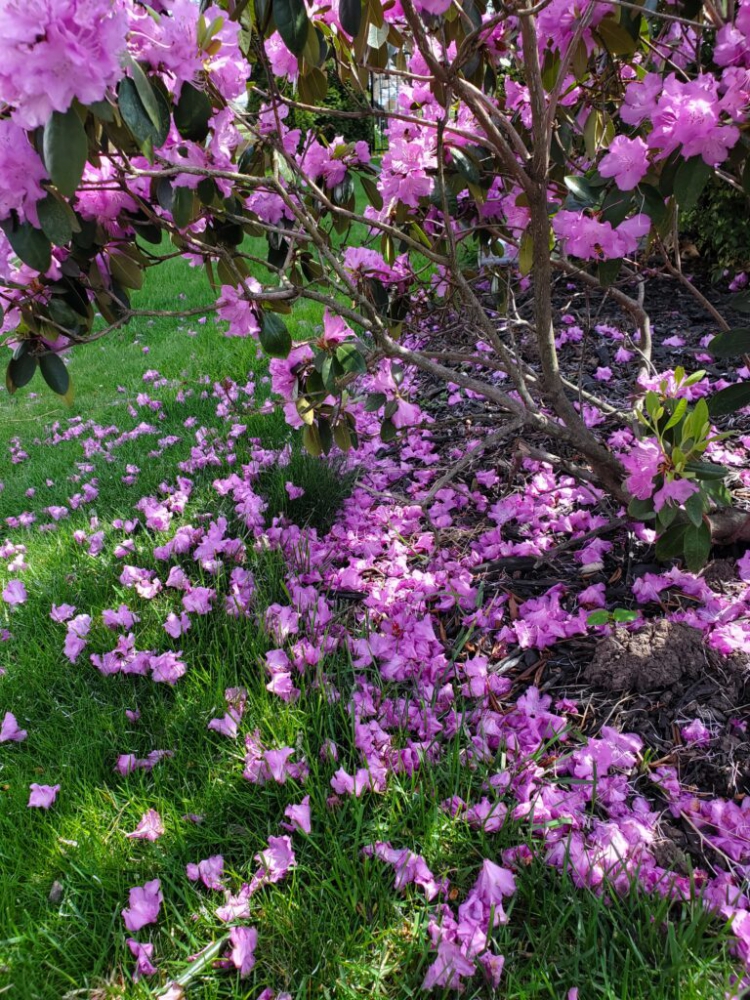 Poem: Blooming and Releasing