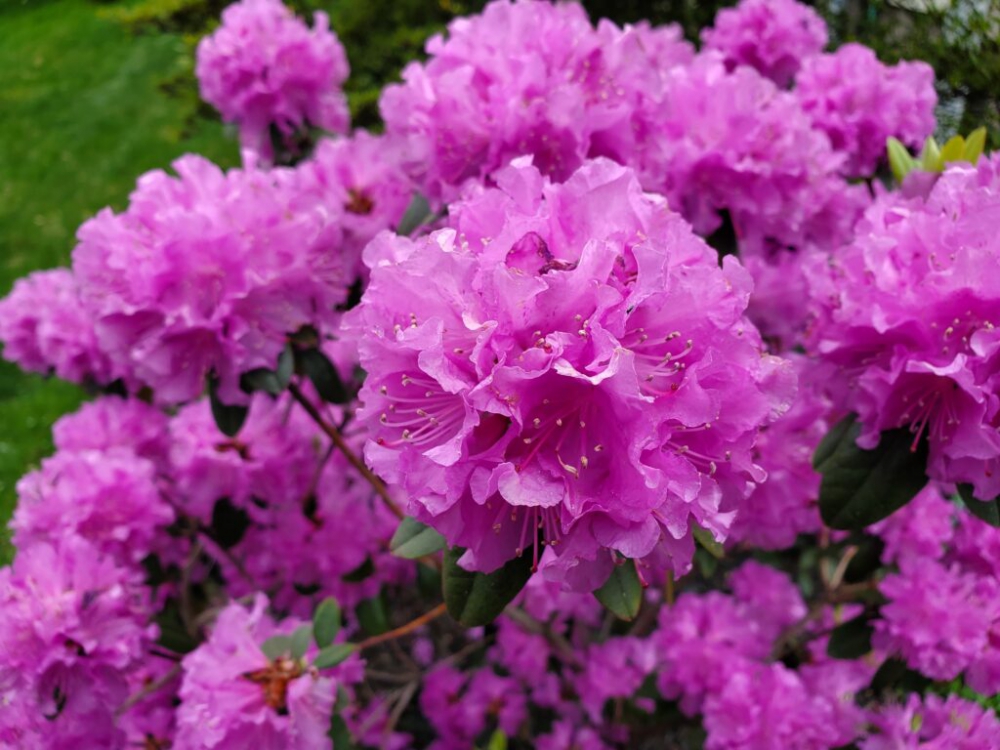 Poem: Blooming and Releasing