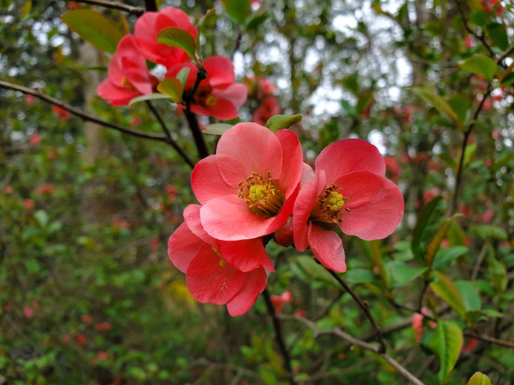 Poem: Blooming and Releasing